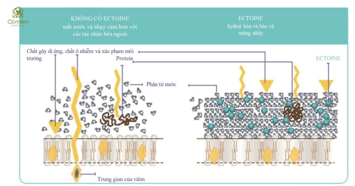 Ectoin là gì? Công dụng của Ectoin đối với làn da