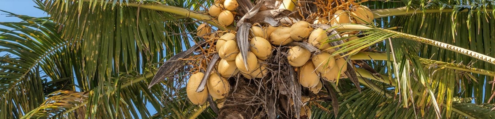 Coco-Caprylate/Caprate